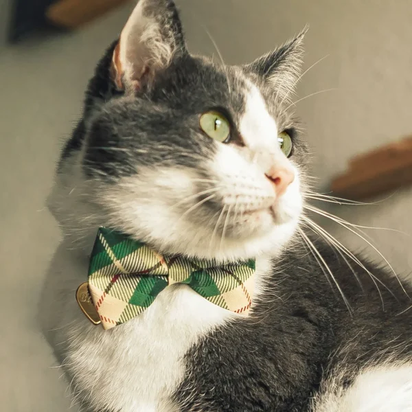 Made By Cleo Linden Bowtie and Collar Set - Buddy's A Pet's Store